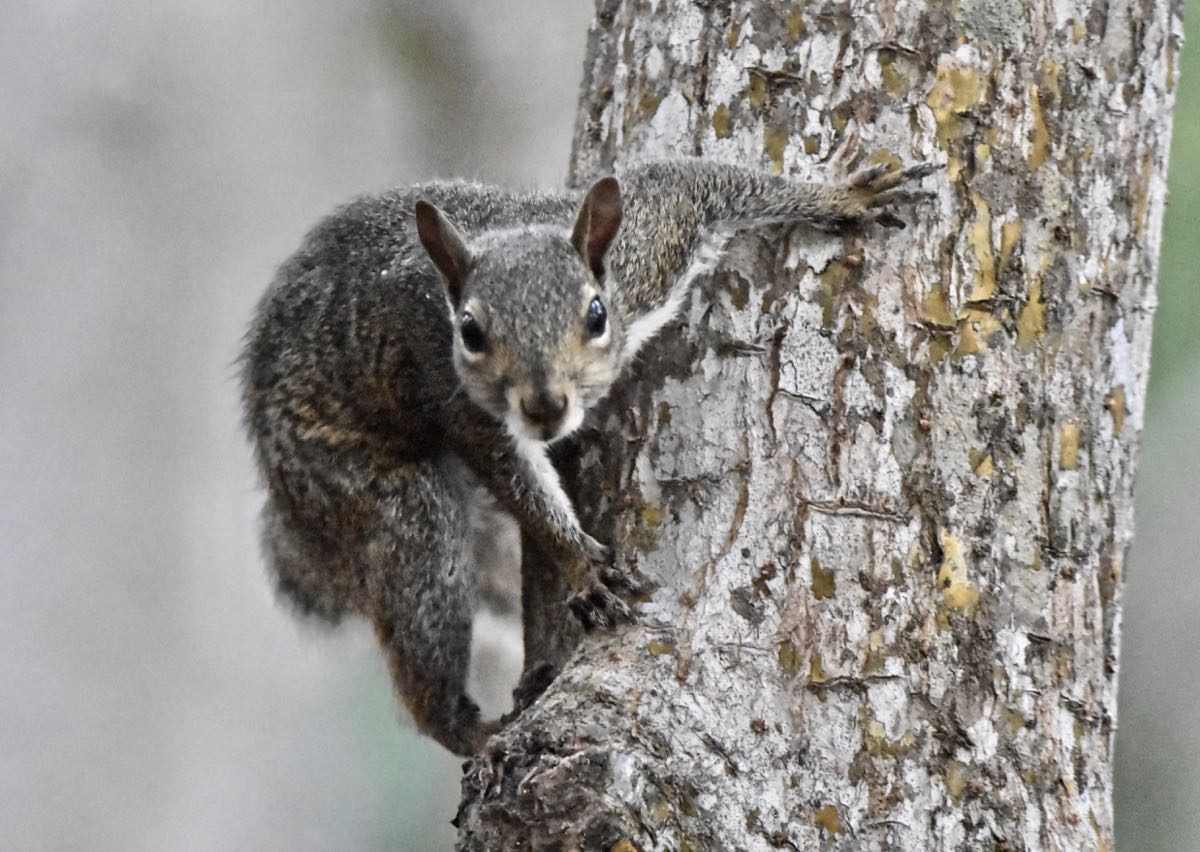 Eastern Gray Squirrel